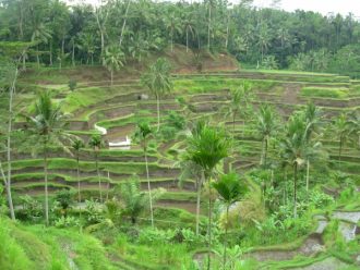 Indonesia: Rice Terrace Landscapes and Irrigation Associations (Subak ...