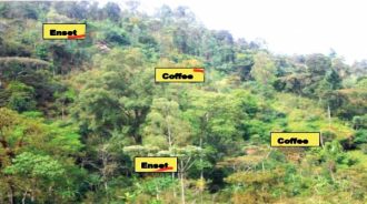 Home garden agroforestry practices in the Gedeo zone, Ethiopia: a ...
