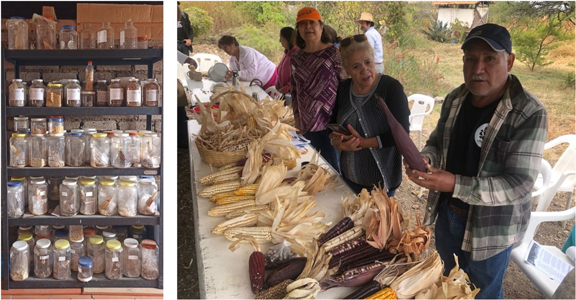 Our Maize, Our Culture meetings and Native Seeds Funds in the ...