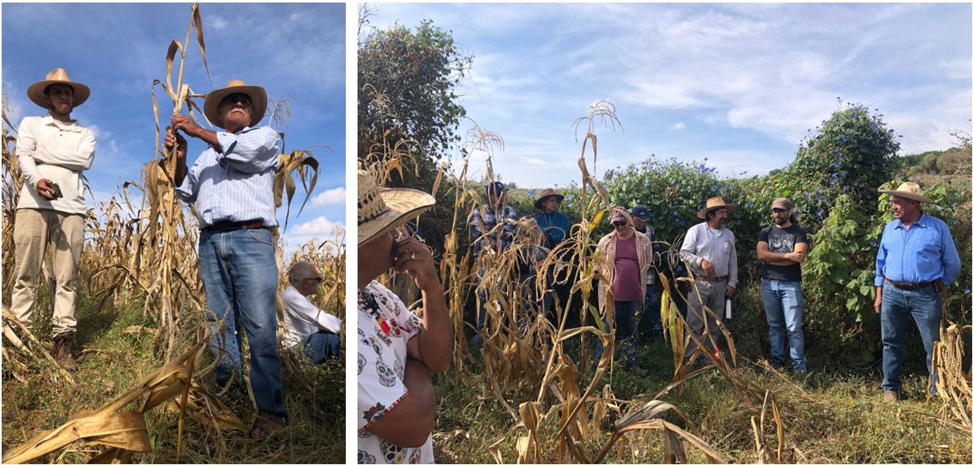 Our Maize, Our Culture meetings and Native Seeds Funds in the ...