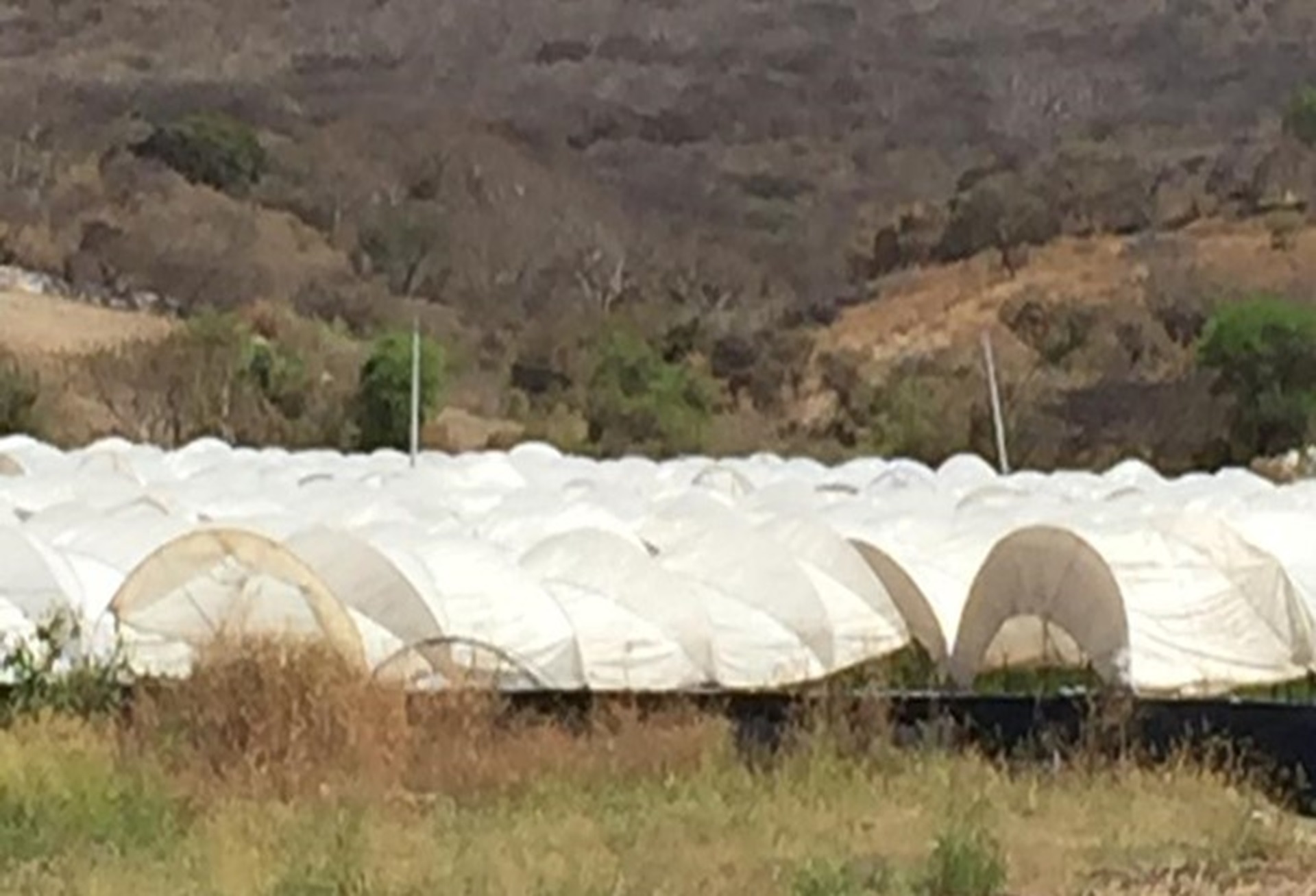 Our Maize, Our Culture meetings and Native Seeds Funds in the ...