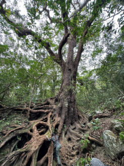 Restoration of Indigenous Plants and Construction of Sustainable Value ...