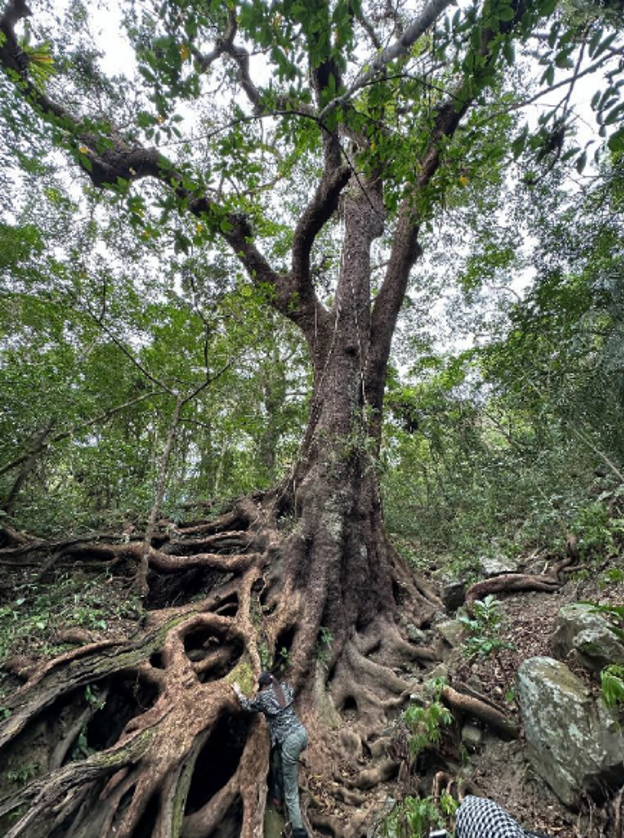 Restoration of Indigenous Plants and Construction of Sustainable Value ...