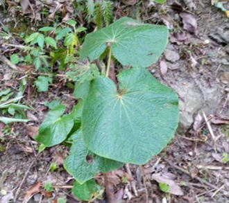 Restoration of Indigenous Plants and Construction of Sustainable Value ...